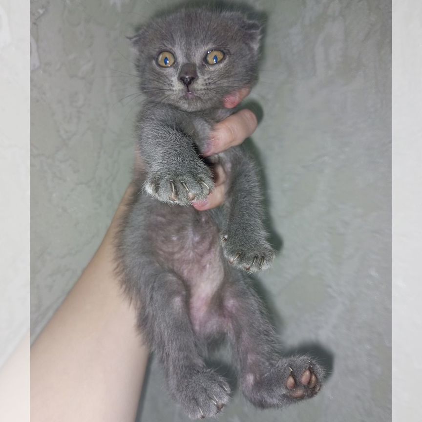 Котята шотландские в добрые руки мальчики
