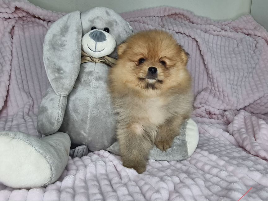 Померанский шпиц