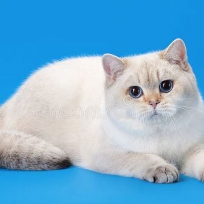 Кошка в разведение