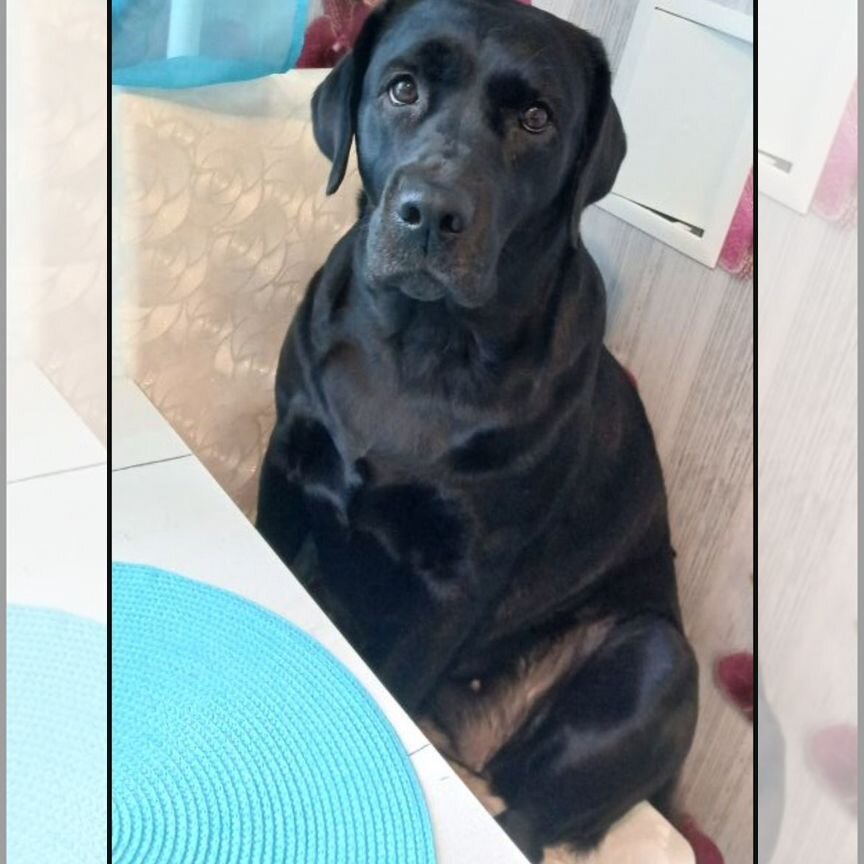 Лабрадор-ретривер, взрослая собака