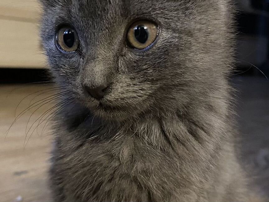 Кошка Мышка