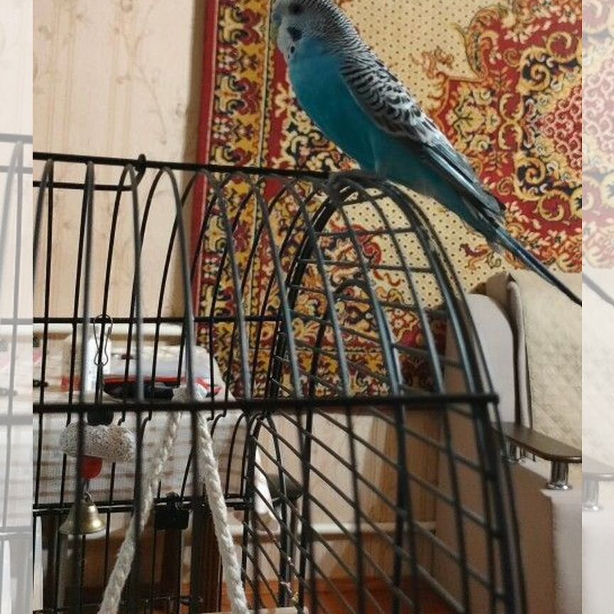 Волнистый попугай самец