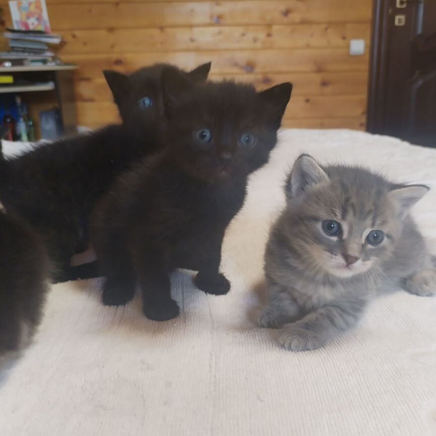 Котята от кошки крысоловки
