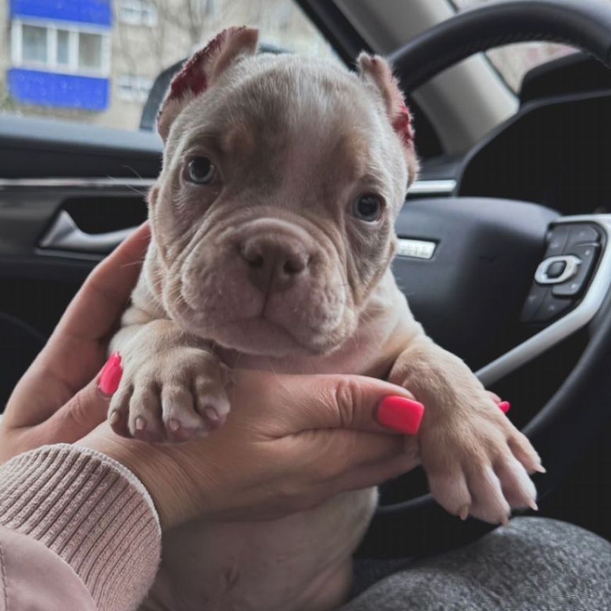 Американский булли, щенок