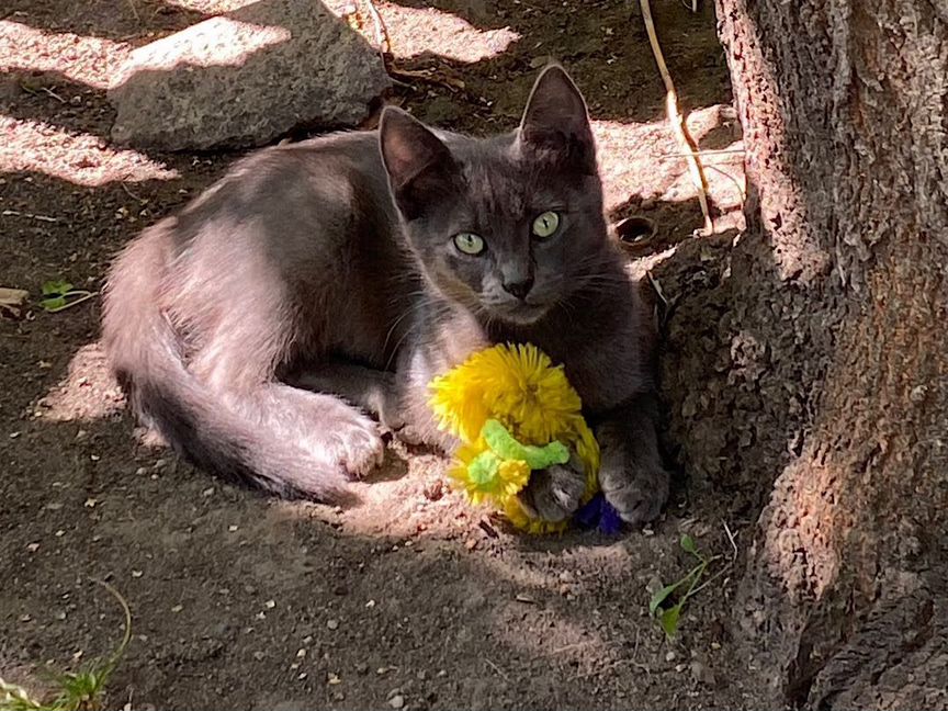 Котенок пропадает на улице Нужна помощь