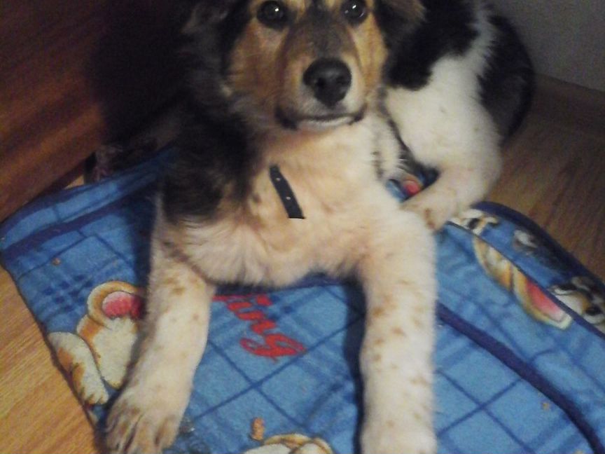 Собака в добрые руки отдам бесплатно