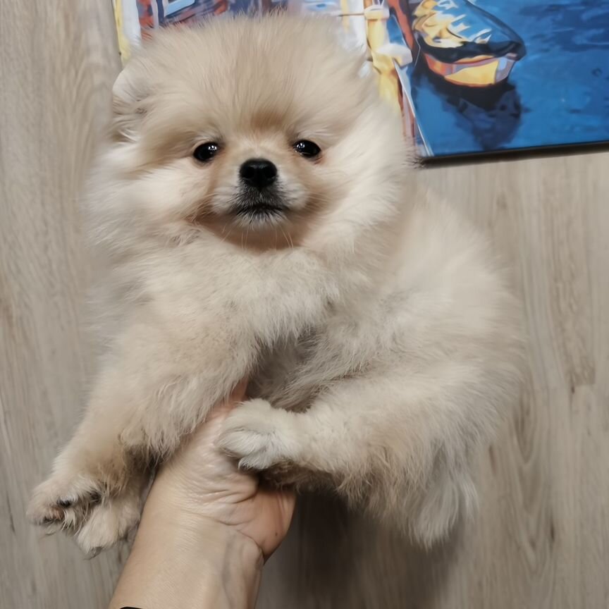 Померанский шпиц, щенок