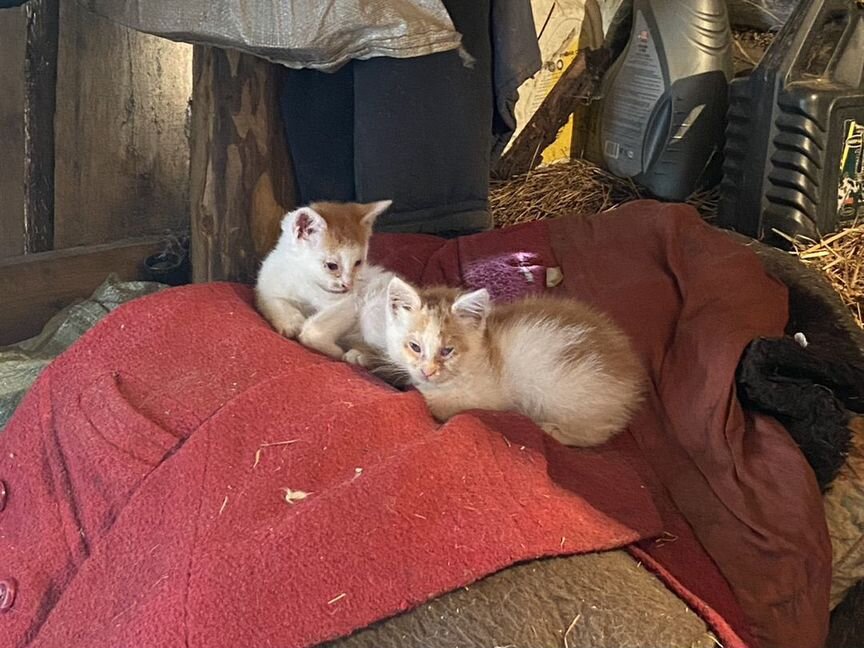 Котята в добрые руки