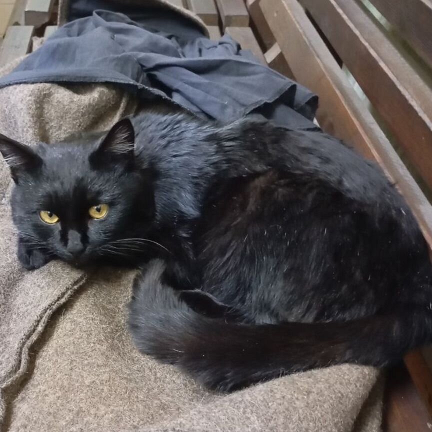 Взрослая, Девочка кошка в добрые руки