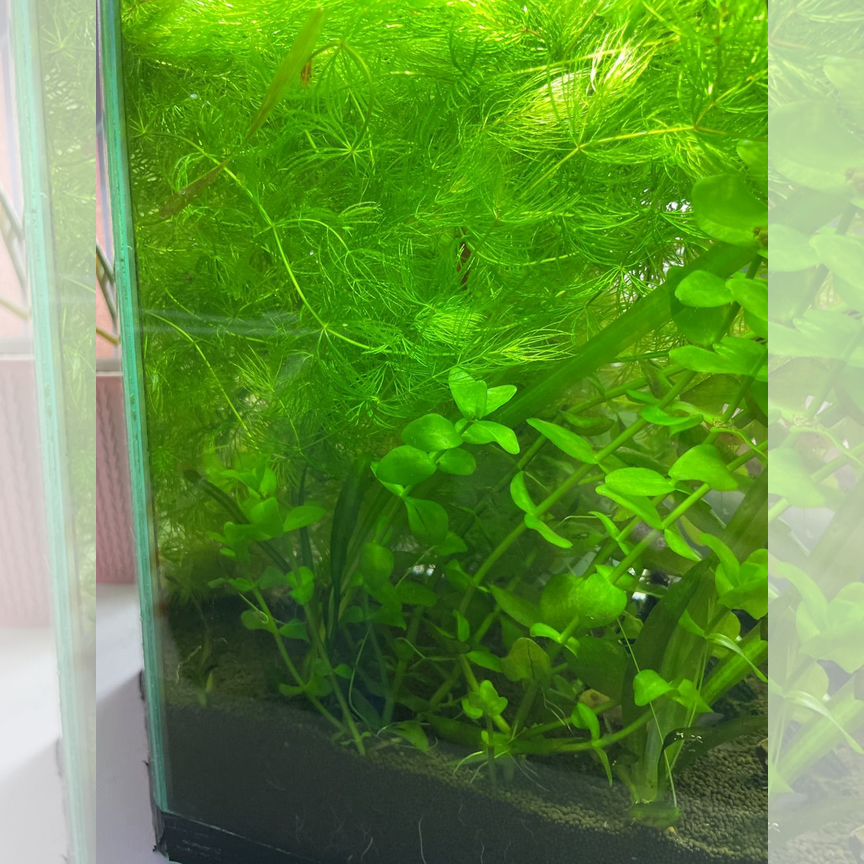 Обменяю на неонов/данио