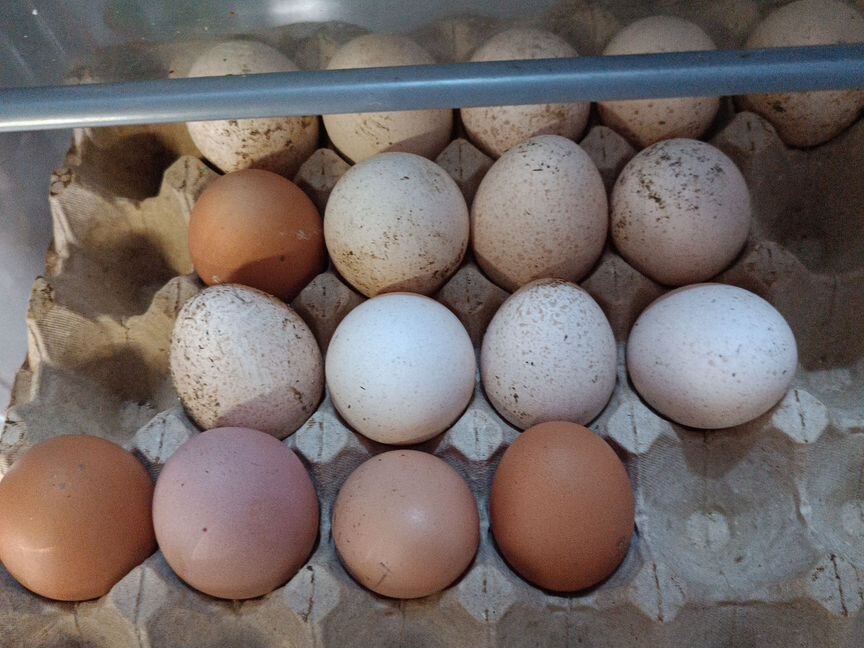 Яйцо индюшки