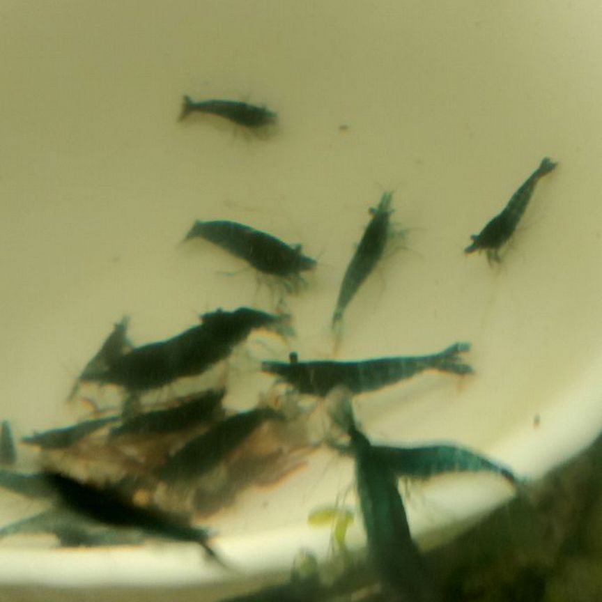 Синяя креветка один см размер 70