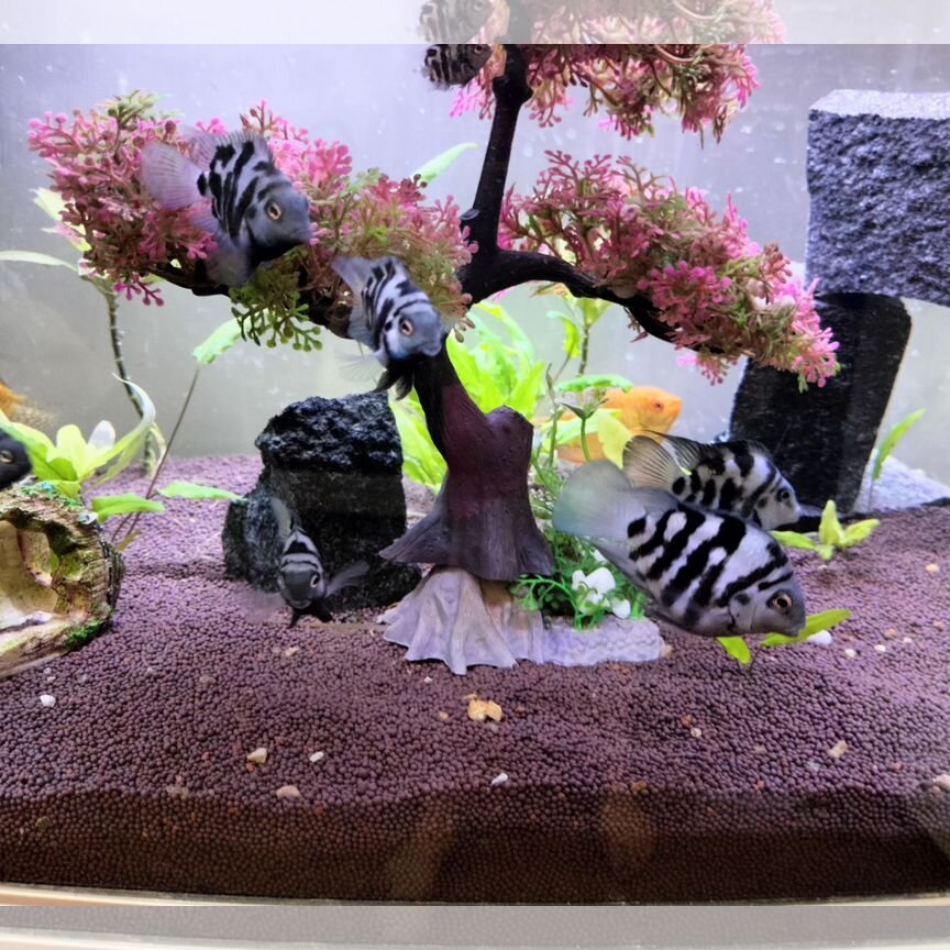 Рыбки аквариумные, цихлиды