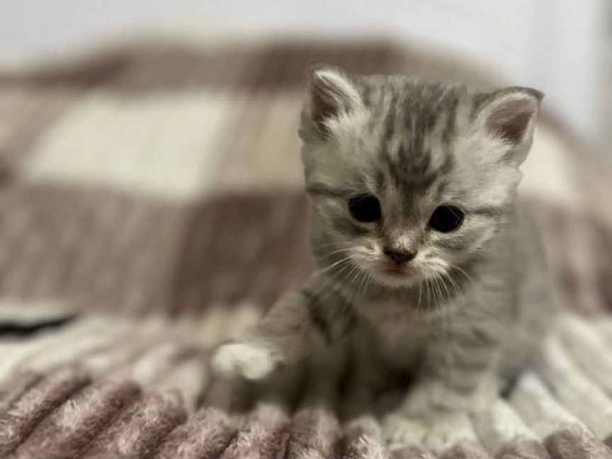 Котенок Британец. Девочка