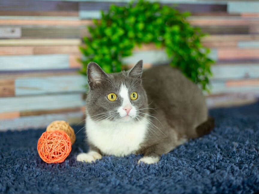 Котик Ероша ищет семью