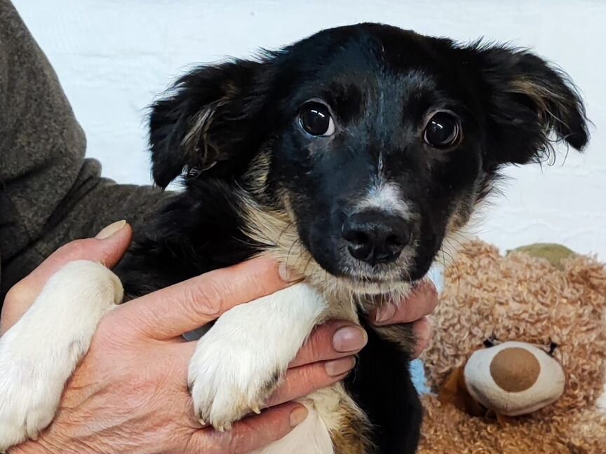 Скромная малышка, ждёт свою семью