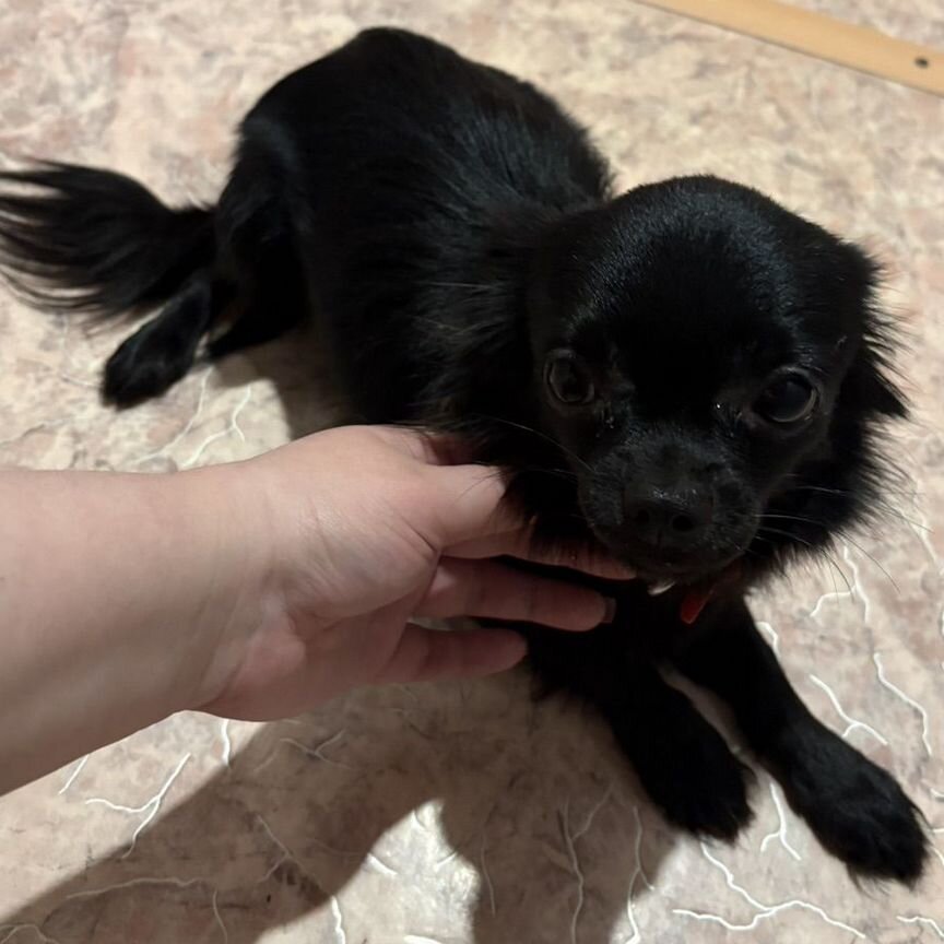 Чихуахуа, взрослая собака