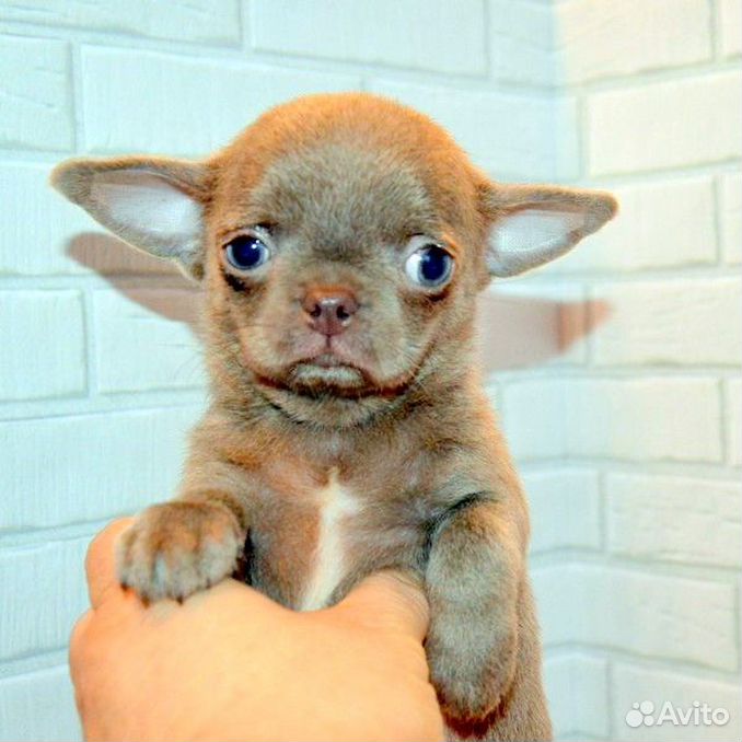 Чихуахуа лиловые миниатюрные детки