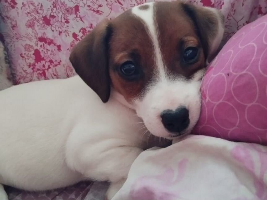 Джек рассел девочка