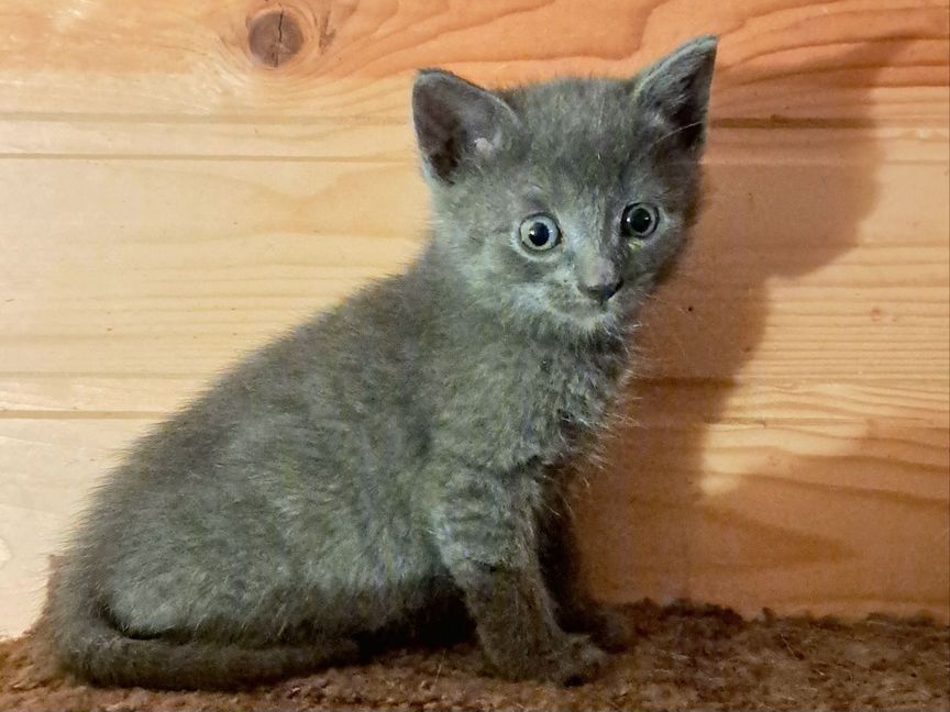 Нужен дом котенку 1.5 мес