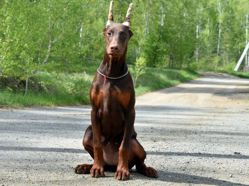 Щенки добермана с документами РКФ