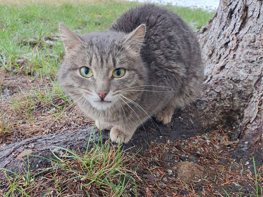 Кота оставили на улице выживать