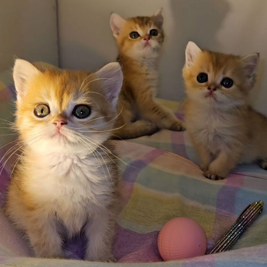 Золотые чудесные котятки