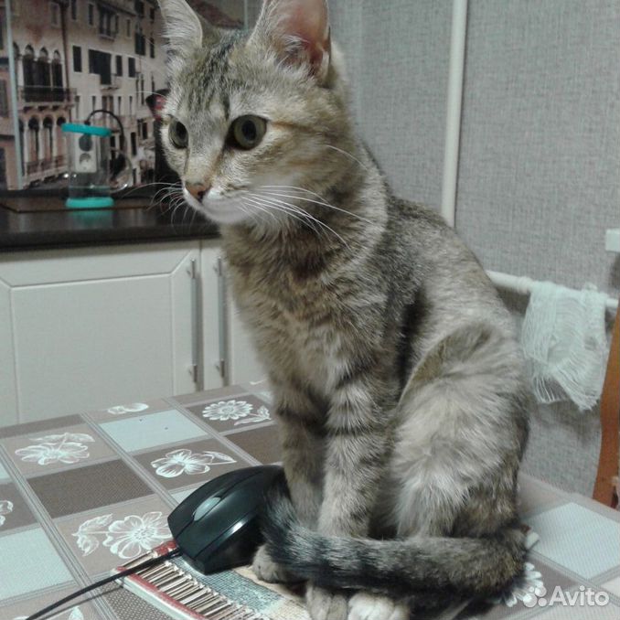 Кошечка Шейла в добрые руки