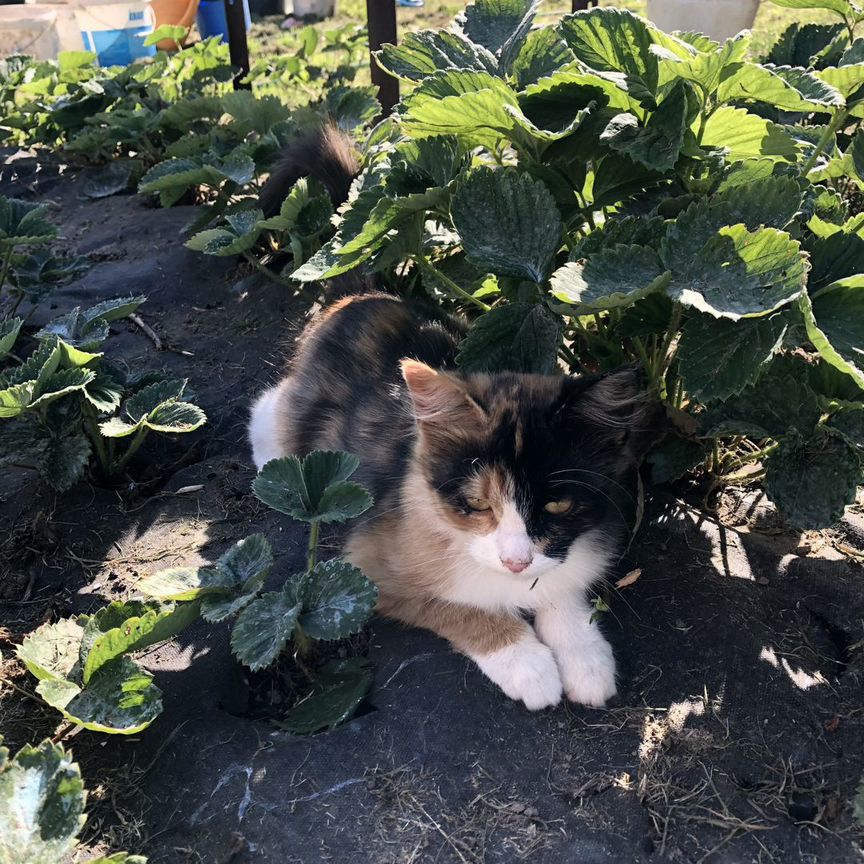 Котята в добрые руки бесплатно девочка