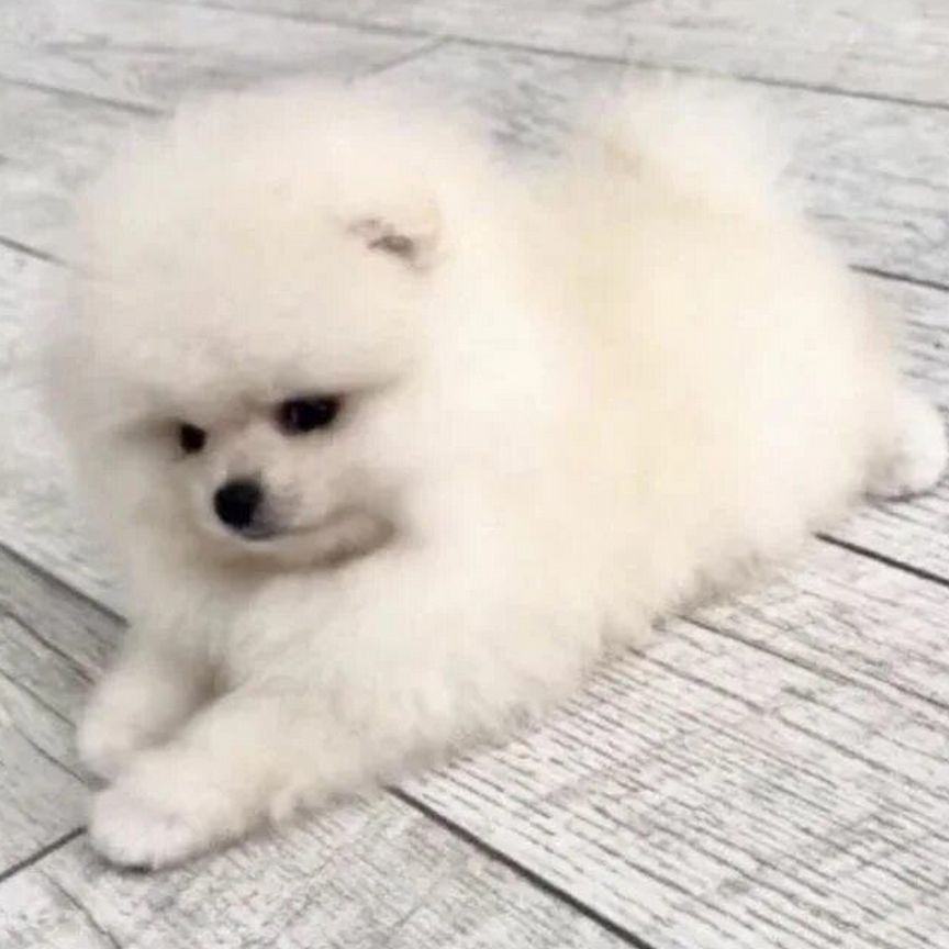 Померанский шпиц, щенок