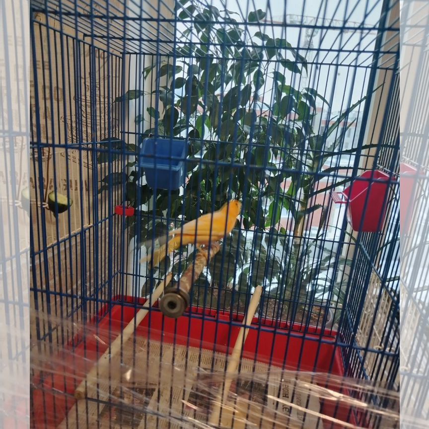 Канар самец 2 года громко поёт