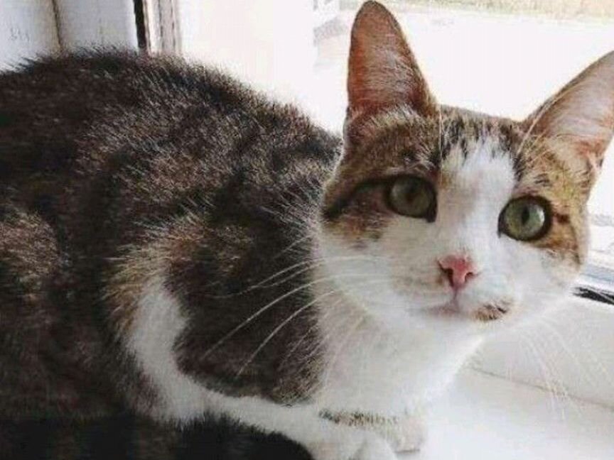 Кошка 1,5 г, мышеловка