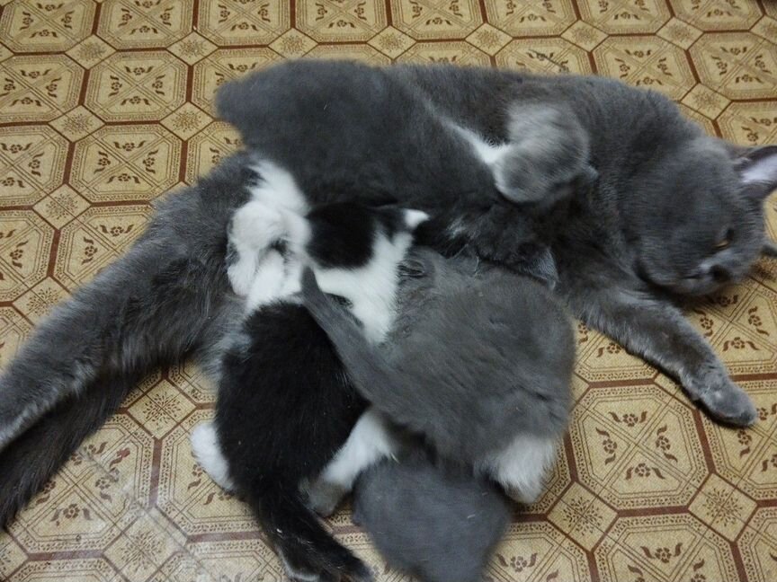 Кошка в дар