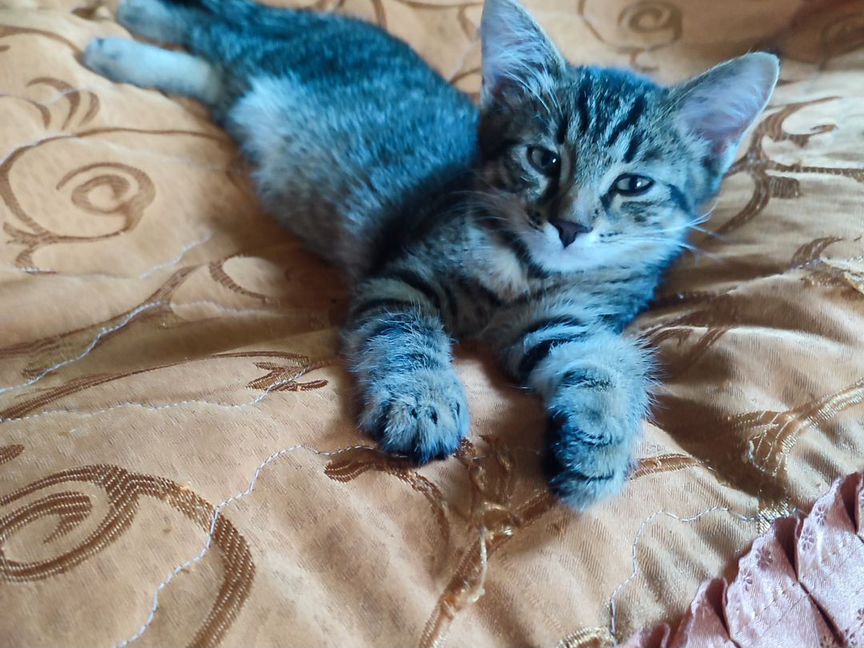 Котенок в добрые руки