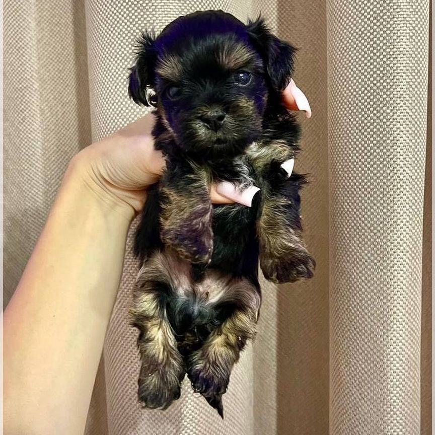 Йоркширский терьер, щенок