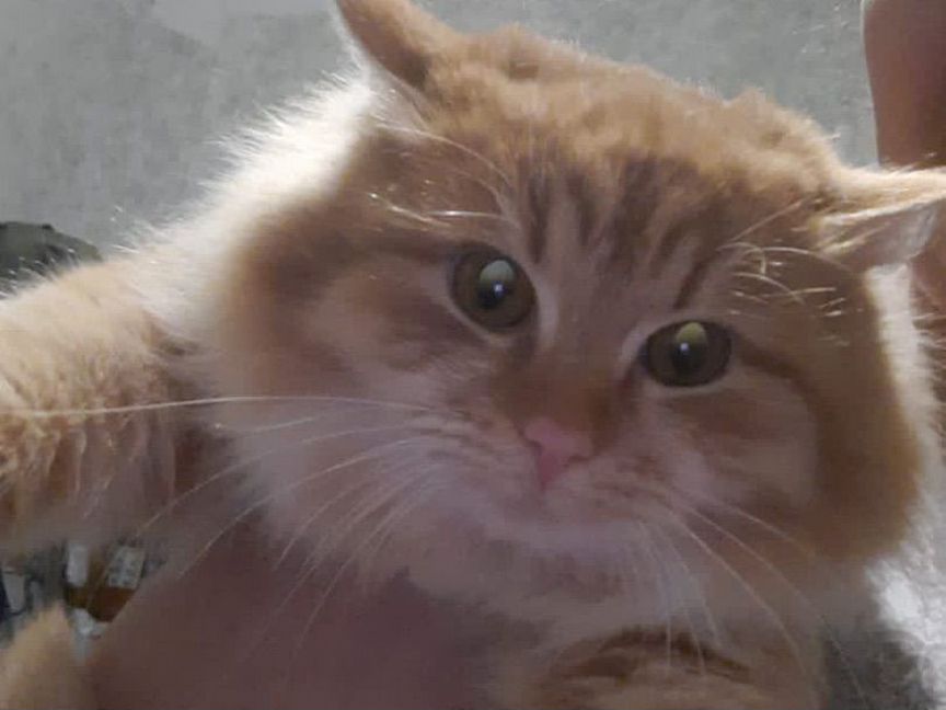 Роскошного кота оставили на улице в переноске