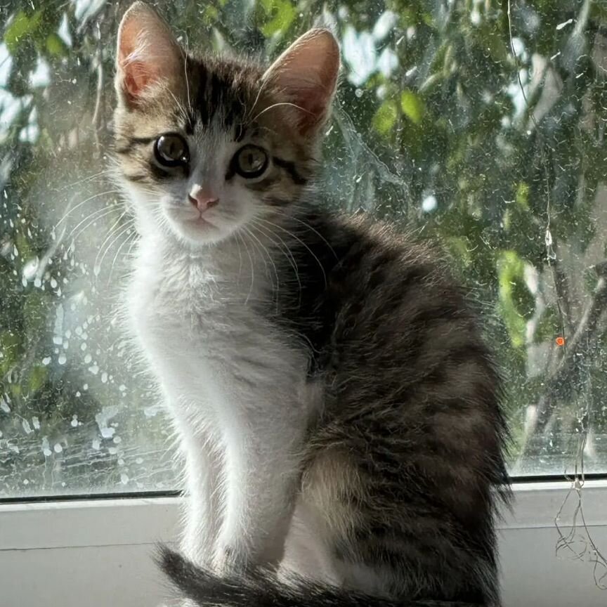 Котёнок в добрые руки