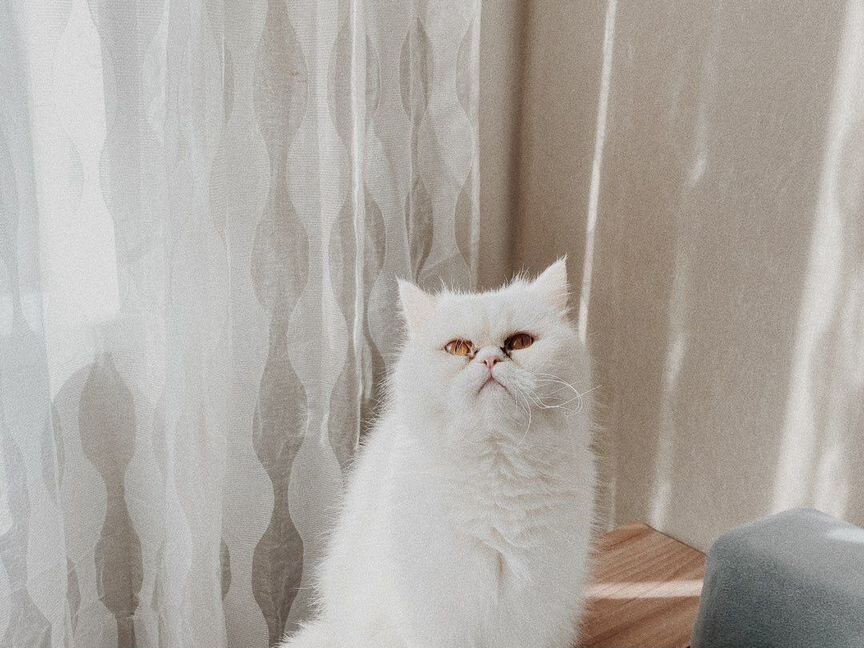 Кот перс-экзот