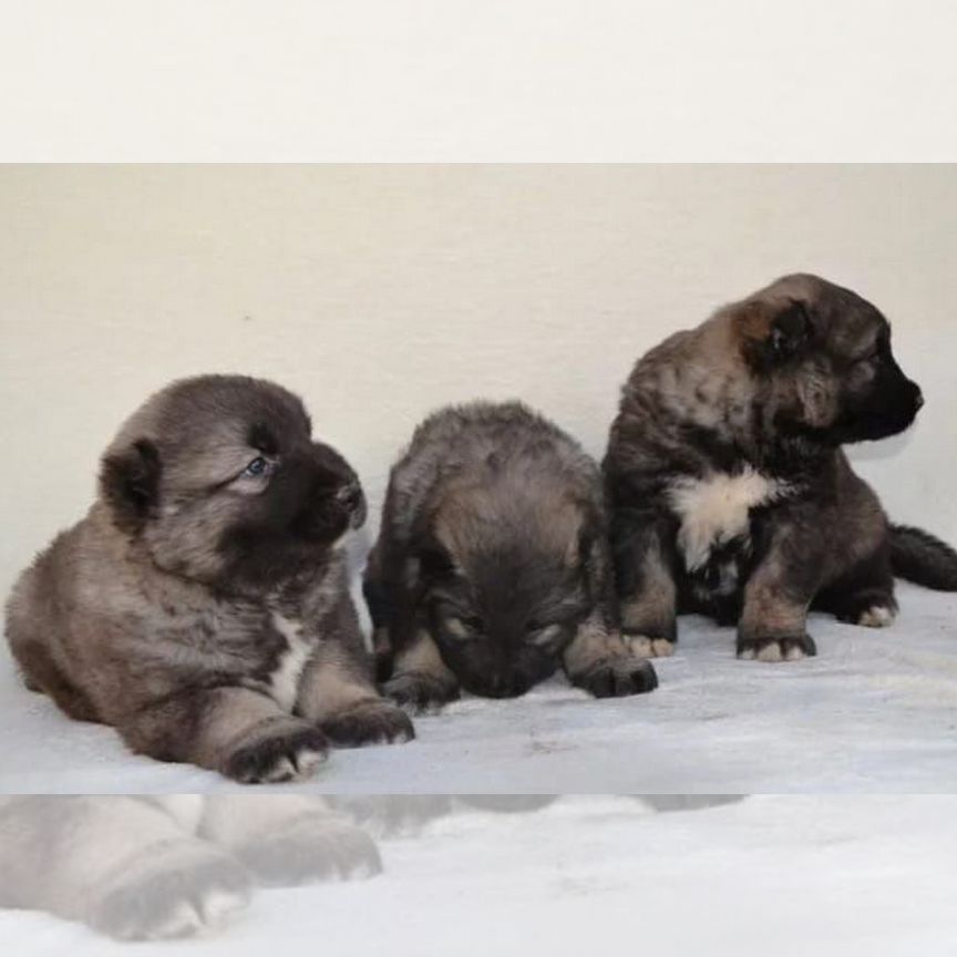 Щенки кавказской овчарки
