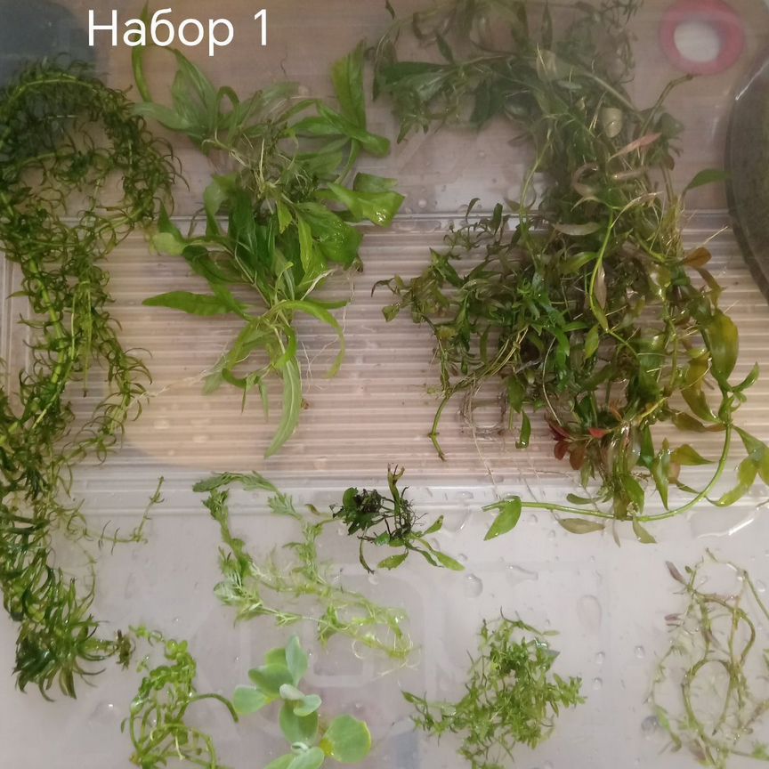 Аквариумные растения