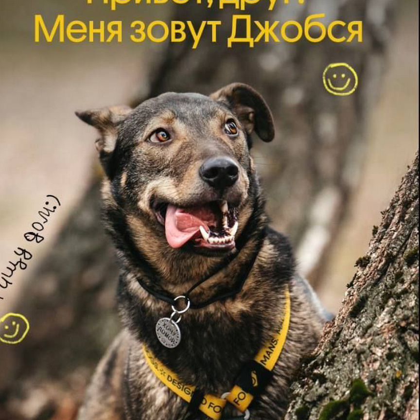 Собаки из приюта