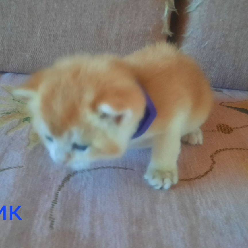 Милые котята