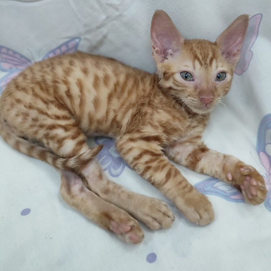 Котята породы корниш-рекс