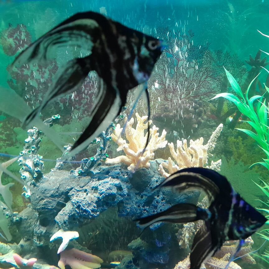 Аквариумные рыбки. Скалярии Вуалевые