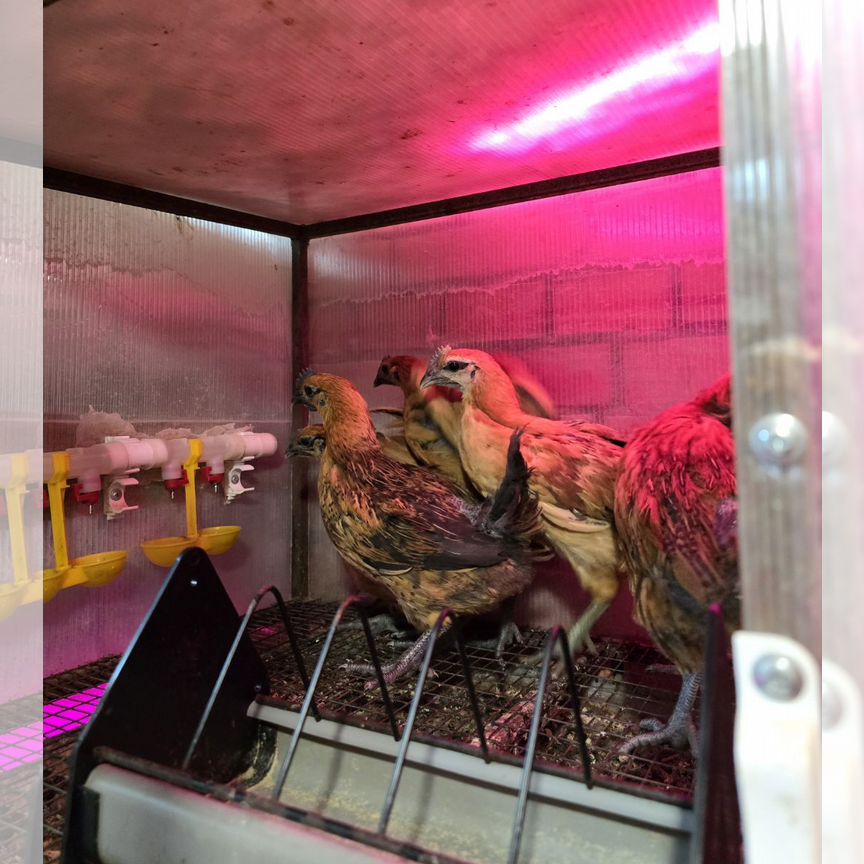 Куры несушки молодняк лакиданзи