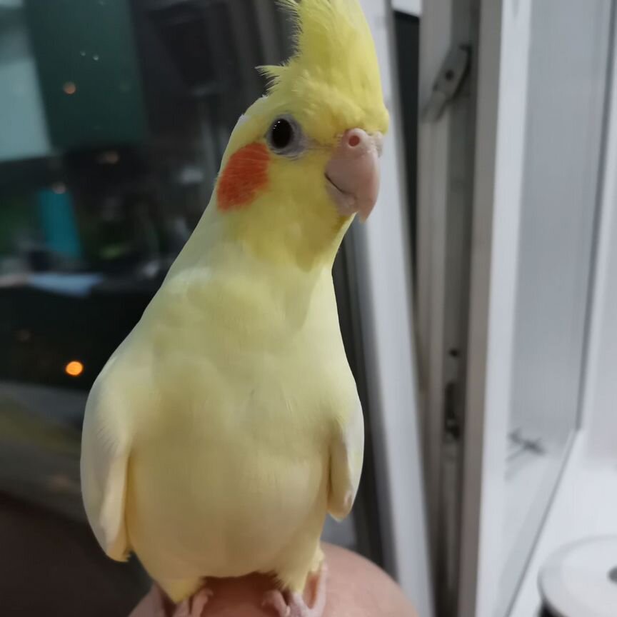 Два попугая корелла бесплатно