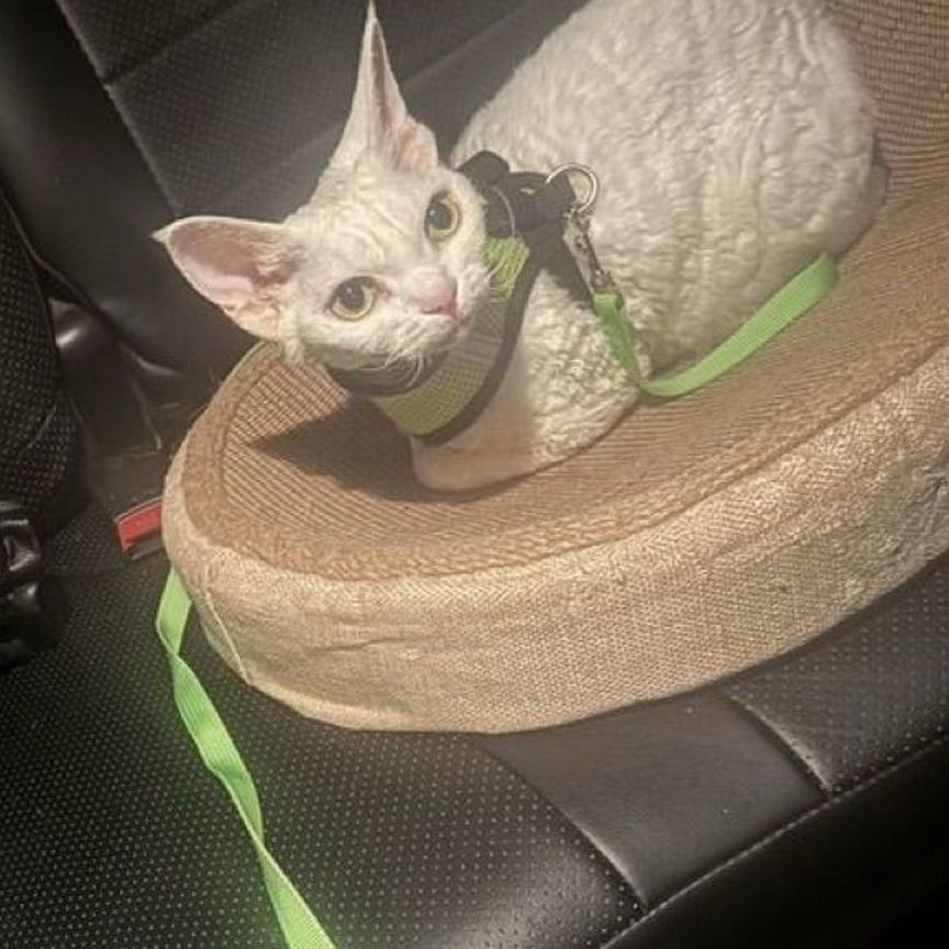 Девон-рекс котёнок