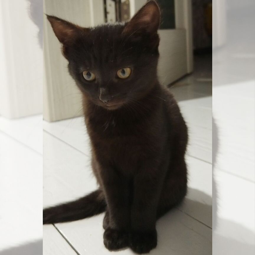 Котёнок в добрые руки