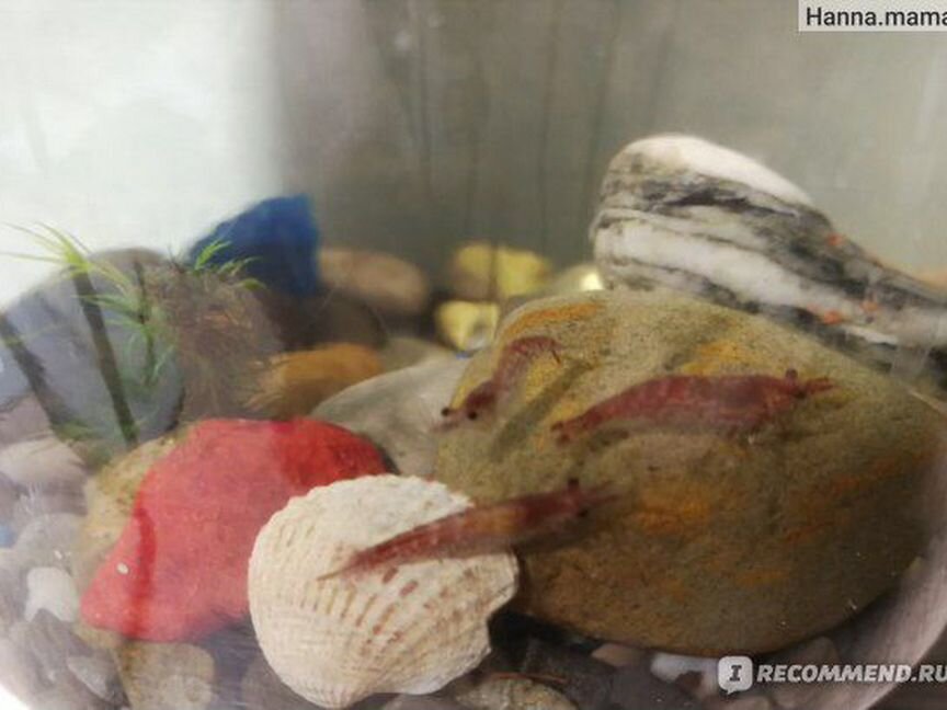 Креветки chery