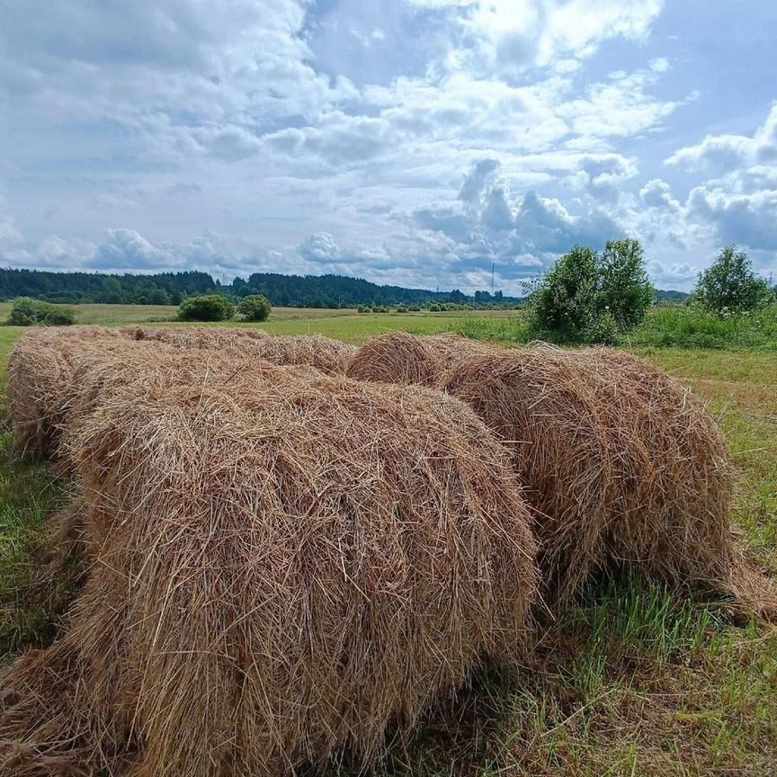 Сено в тюках и рулонах